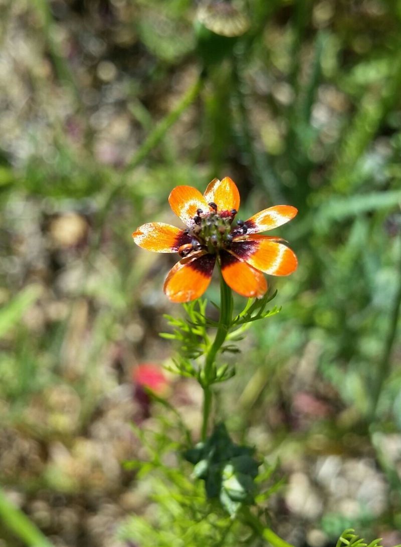 How to Solve Problems in Pheasant's eye Plants?