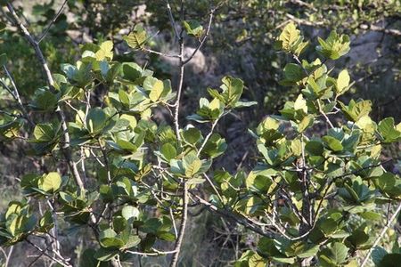 Encino blanco (Quercus obtusata) - PictureThis