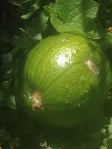 How to Propagate Coast man-root