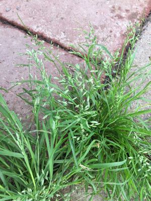 アーリーメドウグラス (Poa infirma) - PictureThis