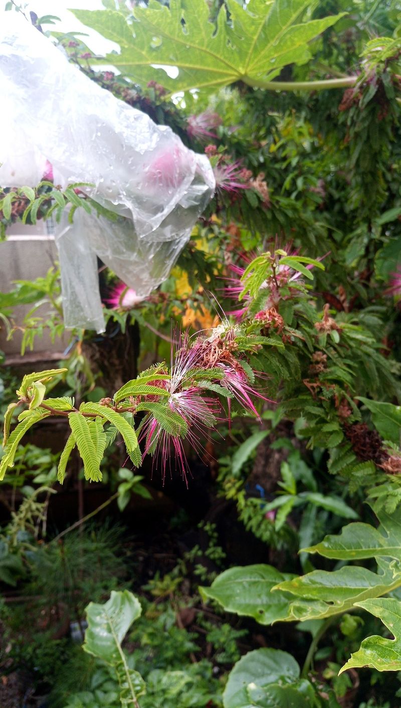 Discover the Captivating Beauty and Meaning of the Pink Powderpuff Flower