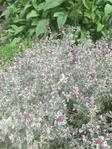 How to Prune Garden thyme 'Silver Queen'