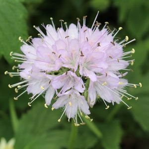Virginia waterleaf (Hydrophyllum virginianum) - PictureThis
