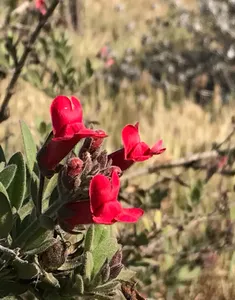 How to Prune Island bush snapdragon