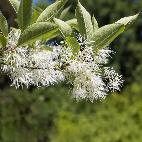 How to Plant and Grow White fringetree(Chionanthus virginicus)