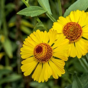 Sneezeweed - Helenium autumnale (Care, Characteristics, Flower, Images ...