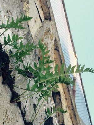Polypodies (Polypodium) - PictureThis