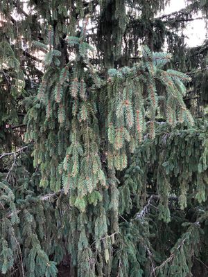 How to Grow and Care for Sargent's spruce