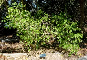 How to Prune White indigo berry