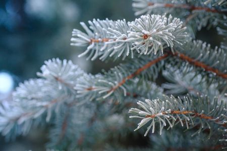 How to Grow and Care for Meyer's spruce