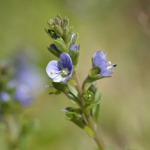 Thyme-leaved speedwell - Veronica serpyllifolia (Taxonomy ...