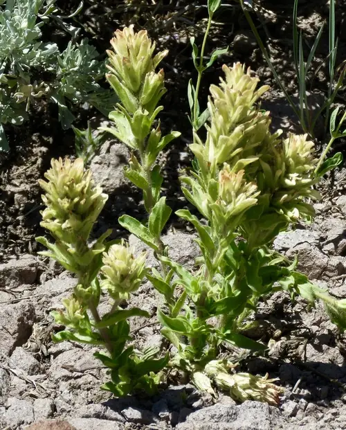 Castilleja nana - PictureThis