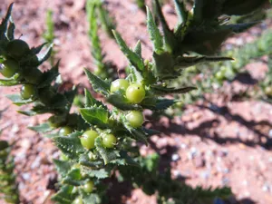 How to Prune Lazy bush