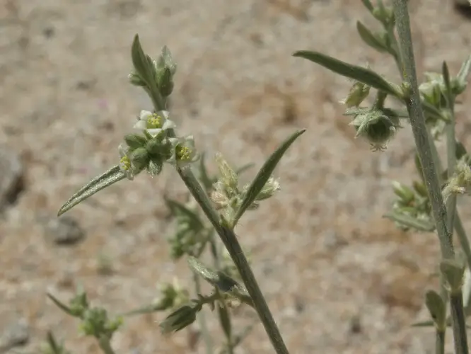 Ditaxis lanceolata - PictureThis