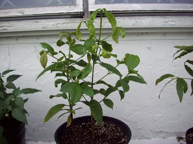 Bumpy lemon (Garcinia madruno) Flower, Leaf, Care, Uses - PictureThis