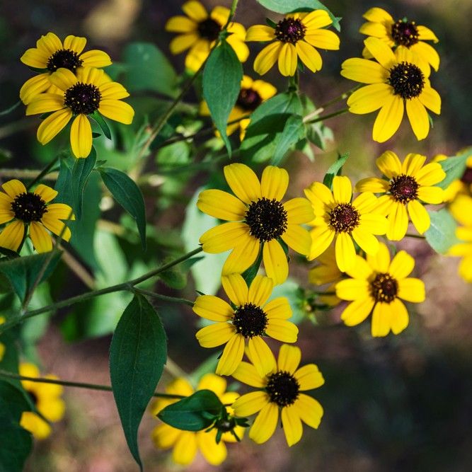 How to Solve Brown-eyed susan Problems Efficiently?