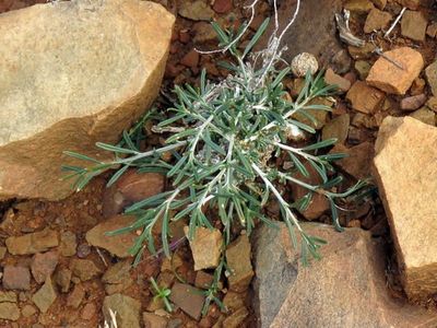 Cómo cultivar y cuidar una Limeum