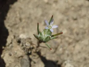 ¿Cómo se poda mi Eriastrum signatum?