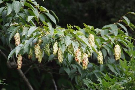 Japanese hornbeam (Carpinus japonica) - PictureThis