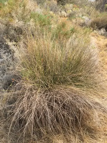 Juncus cooperi - PictureThis
