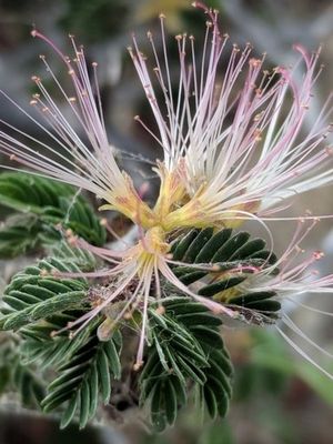 Rio grande stickpea (Calliandra conferta) - PictureThis