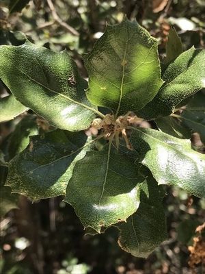 Encino blanco (Quercus invaginata) - PictureThis