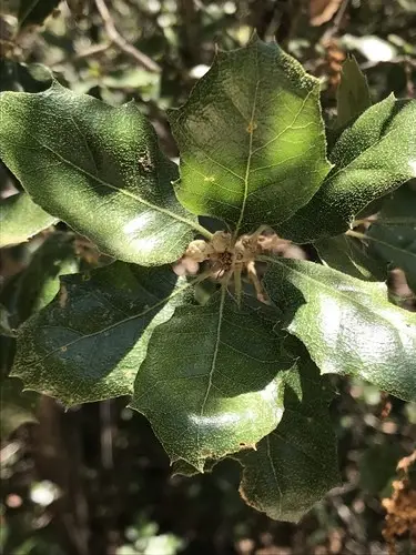Encino blanco (Quercus invaginata) - PictureThis