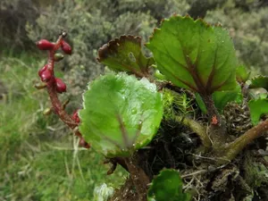 How to Propagate Gunnera densiflora