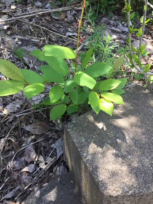 Lindera glauca - PictureThis