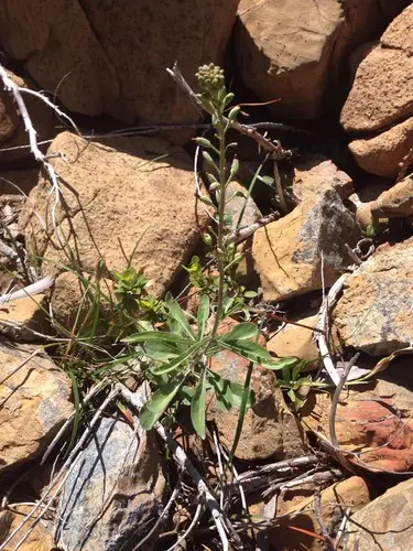 Howell's jewelflower (Streptanthus howellii) Flower, Leaf, Care, Uses ...
