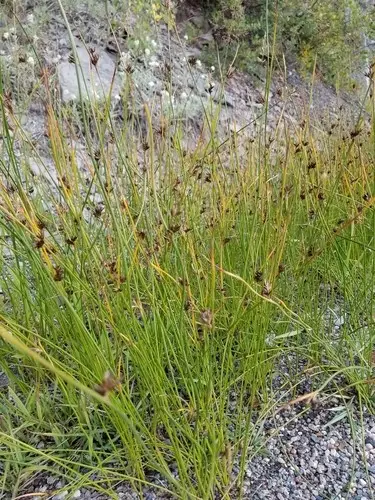 Baltic rush (Juncus balticus) Flower, Leaf, Care, Uses - PictureThis