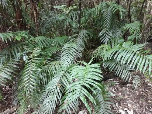Parablechnum novae-zelandiae - PictureThis