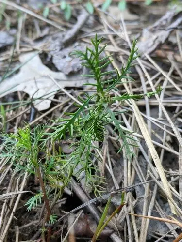 Proserpinaca pectinata 花言葉，毒性，よくある質問 - PictureThis