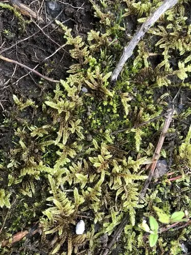 Hypnum plumaeforme - PictureThis
