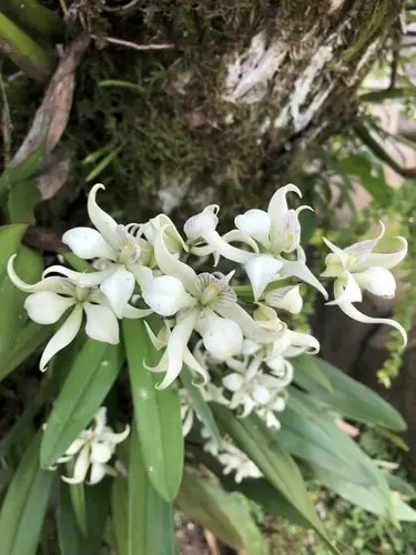 Prosthechea fragrans - PictureThis