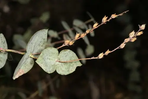 Digger's speedwell (Veronica perfoliata) Flower, Leaf, Care, Uses ...