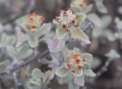 Woolly butterflybush (Buddleja marrubiifolia) - PictureThis