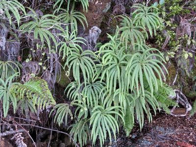 How to Grow and Care for Umbrella fern