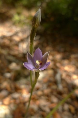 How to Grow and Care for Thelymitra hatchii