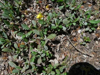 Yellow mountain-avens (Dryas drummondii) - PictureThis