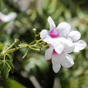 Bower vine - Pandorea jasminoides (Care, Characteristics, Flower, Images)