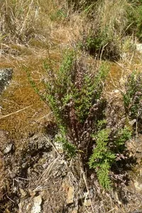 How to Prune Mulga fern