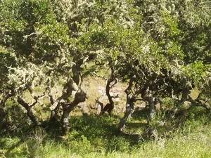 How to Prune Channel island scrub oak