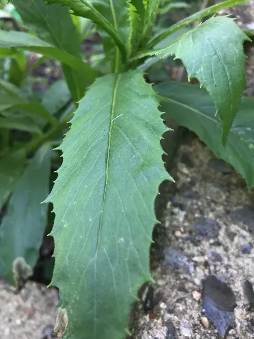 Crepis pyrenaica - PictureThis