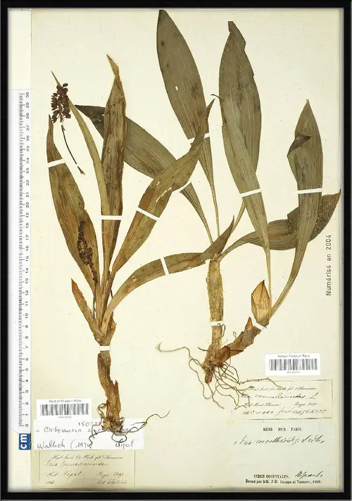 Pinalia spicata - PictureThis