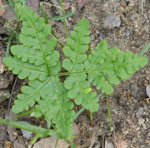 How to Grow and Care for Silverback fern