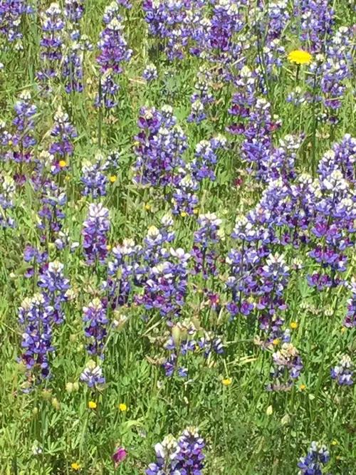 Lupinus nanus - PictureThis