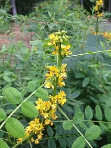 Where To Place Maryland senna In Feng Shui? (Characteristics, Direction ...