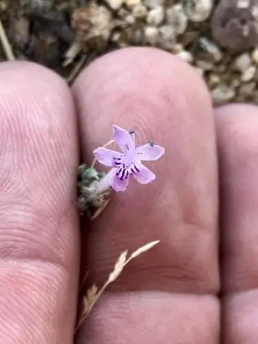 Manyflowered ipomopsis (Ipomopsis multiflora) Flower, Leaf, Care, Uses ...