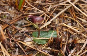 How to Propagate Corybas carsei